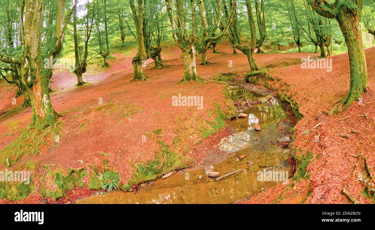 Otzarreta Beech Forest, Gorbeia Natural Park, Bizkaia, Basque Country ...