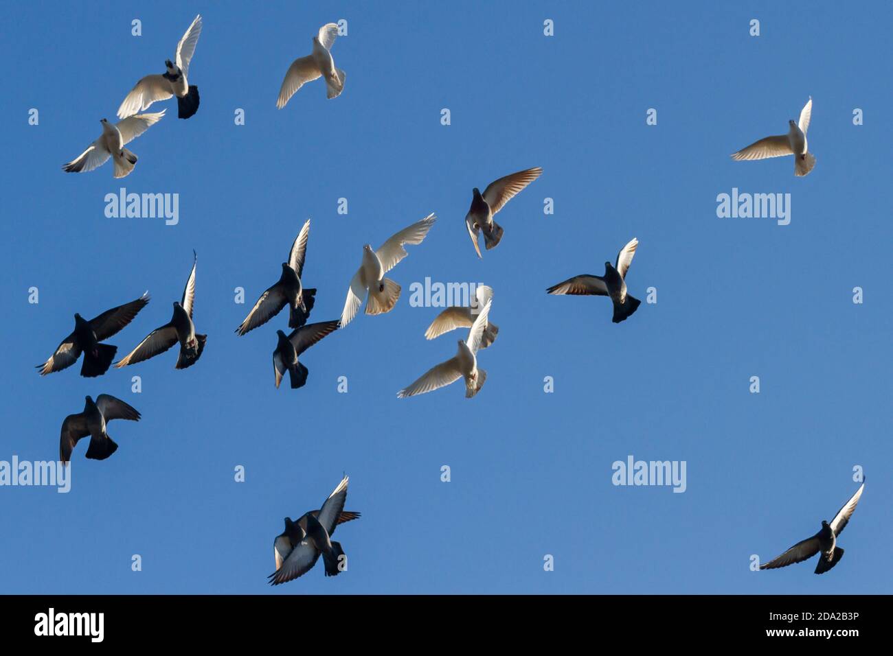 Flock of white doves hi-res stock photography and images - Alamy
