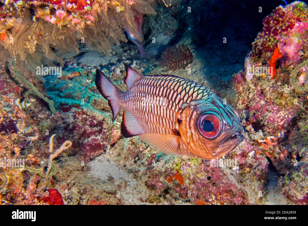 Bronze soldierfish hi-res stock photography and images - Alamy