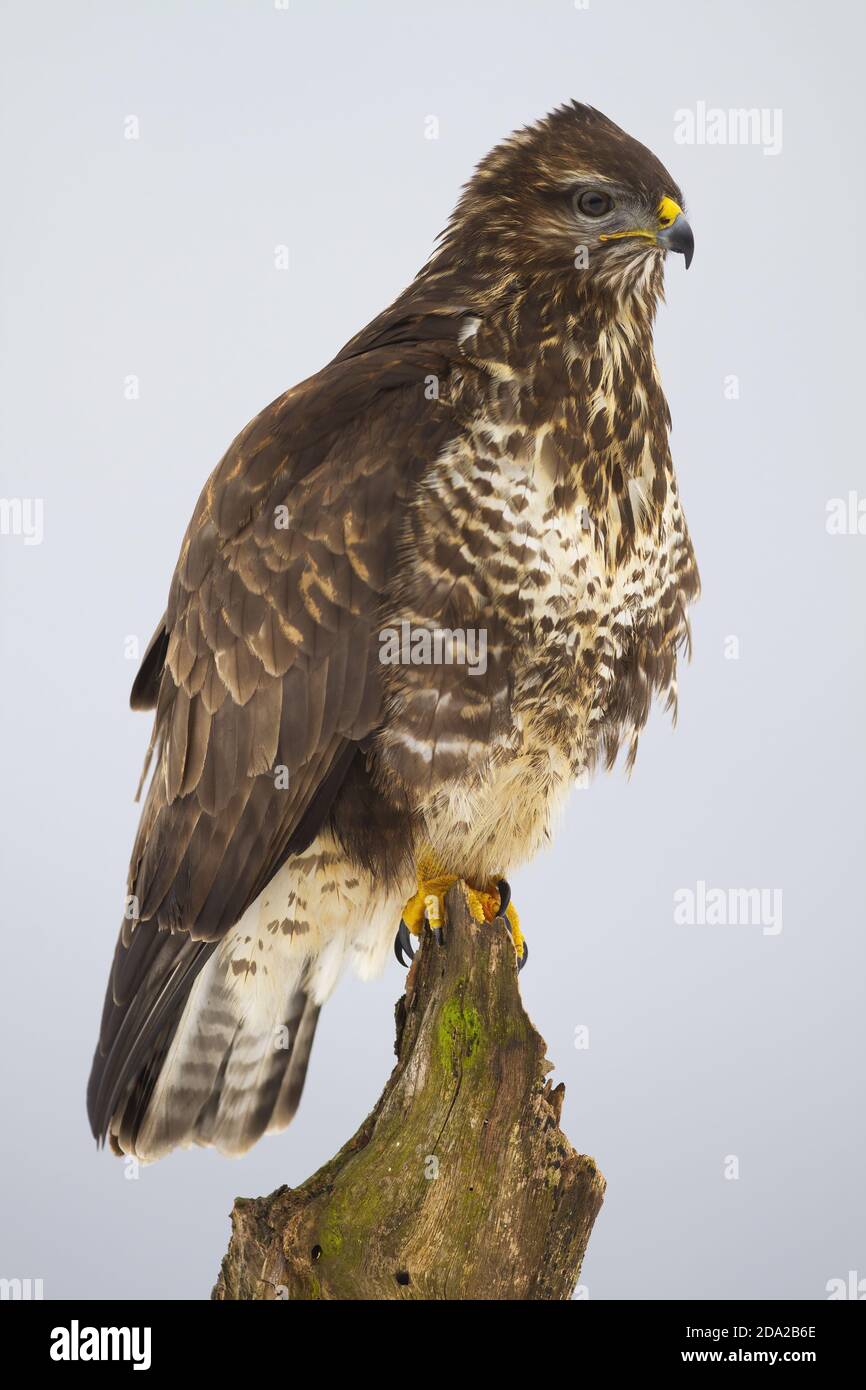 Buzzard in tree hi-res stock photography and images - Alamy