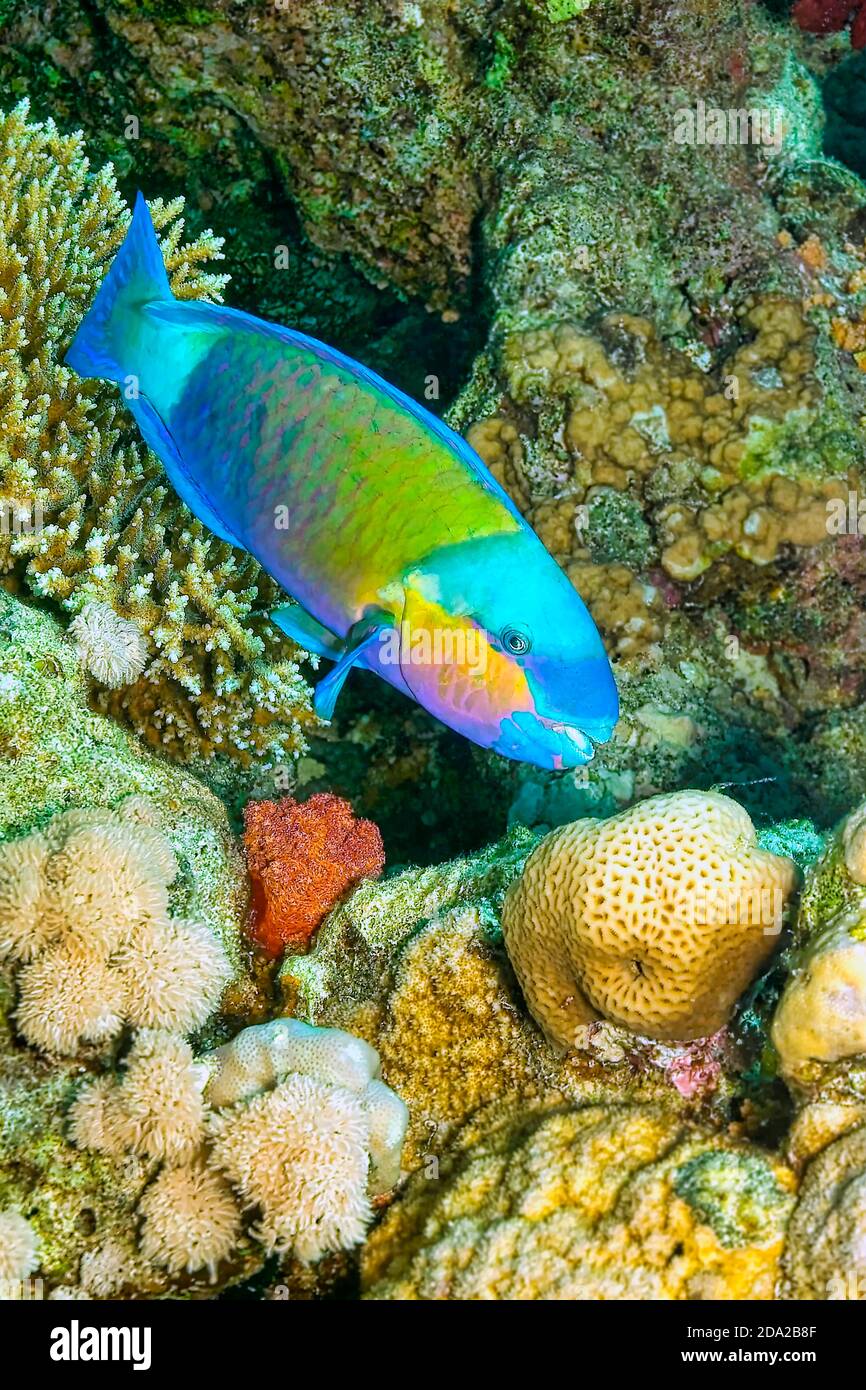 Parrotfish coral hi-res stock photography and images - Alamy