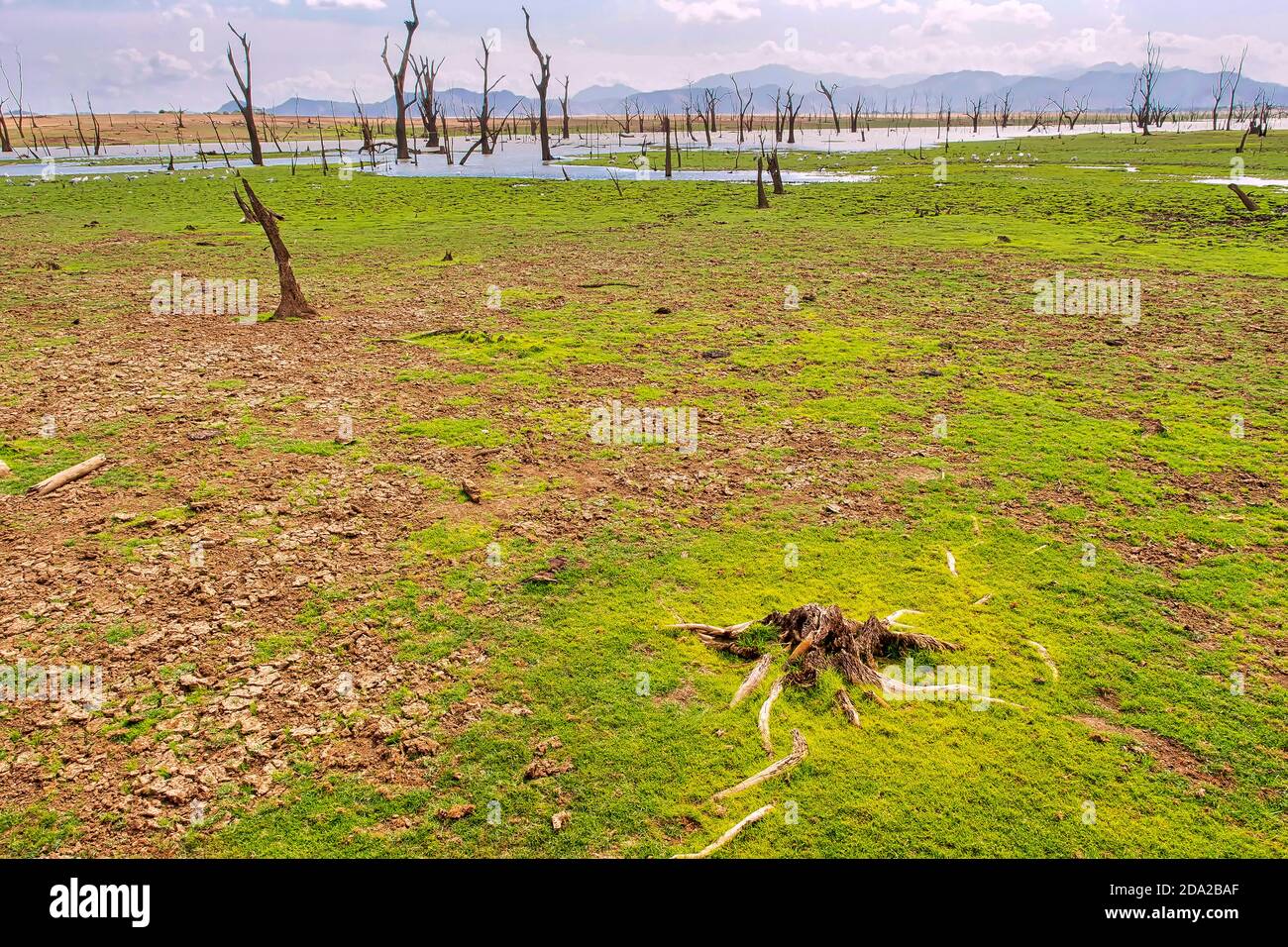 Waterland, Dry Drowned Trees, Udawalawe National Park, Sri Lanka, Asia ...