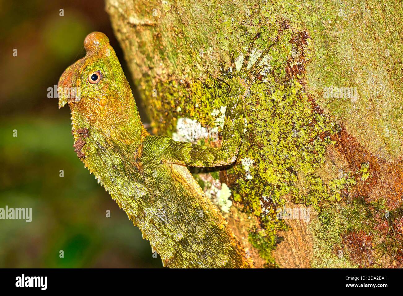Hump-nosed Lizard, Lyriocephalus scutatus, Sinharaja National Park Rain ...
