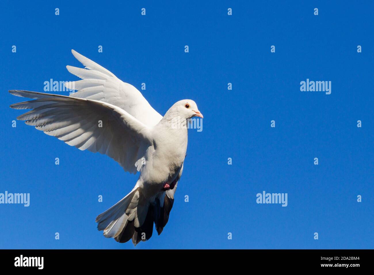 white dove flying on blue sky Stock Photo - Alamy