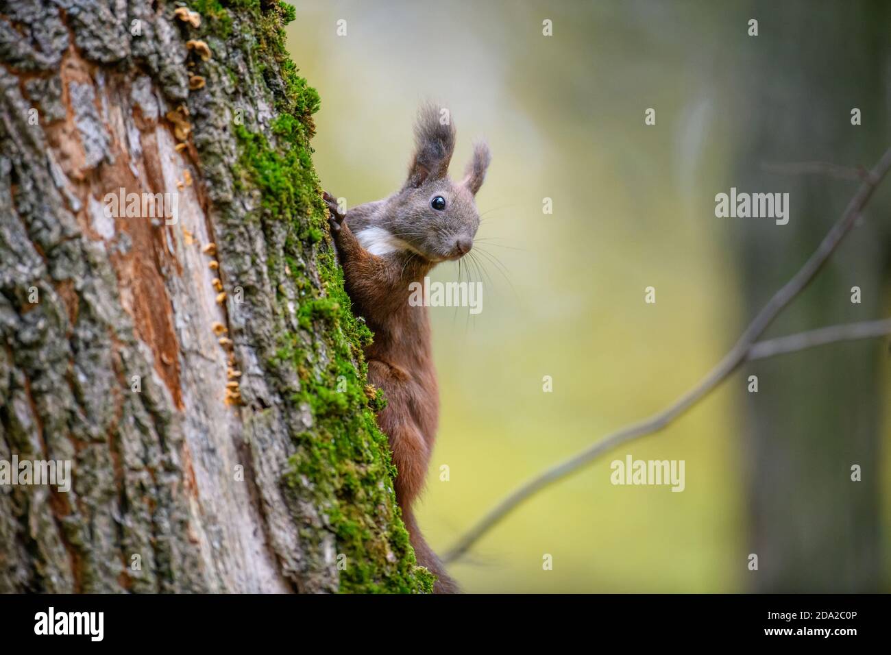 Curious red squirrel peeking behind the tree trunk. Wildlife scene from ...
