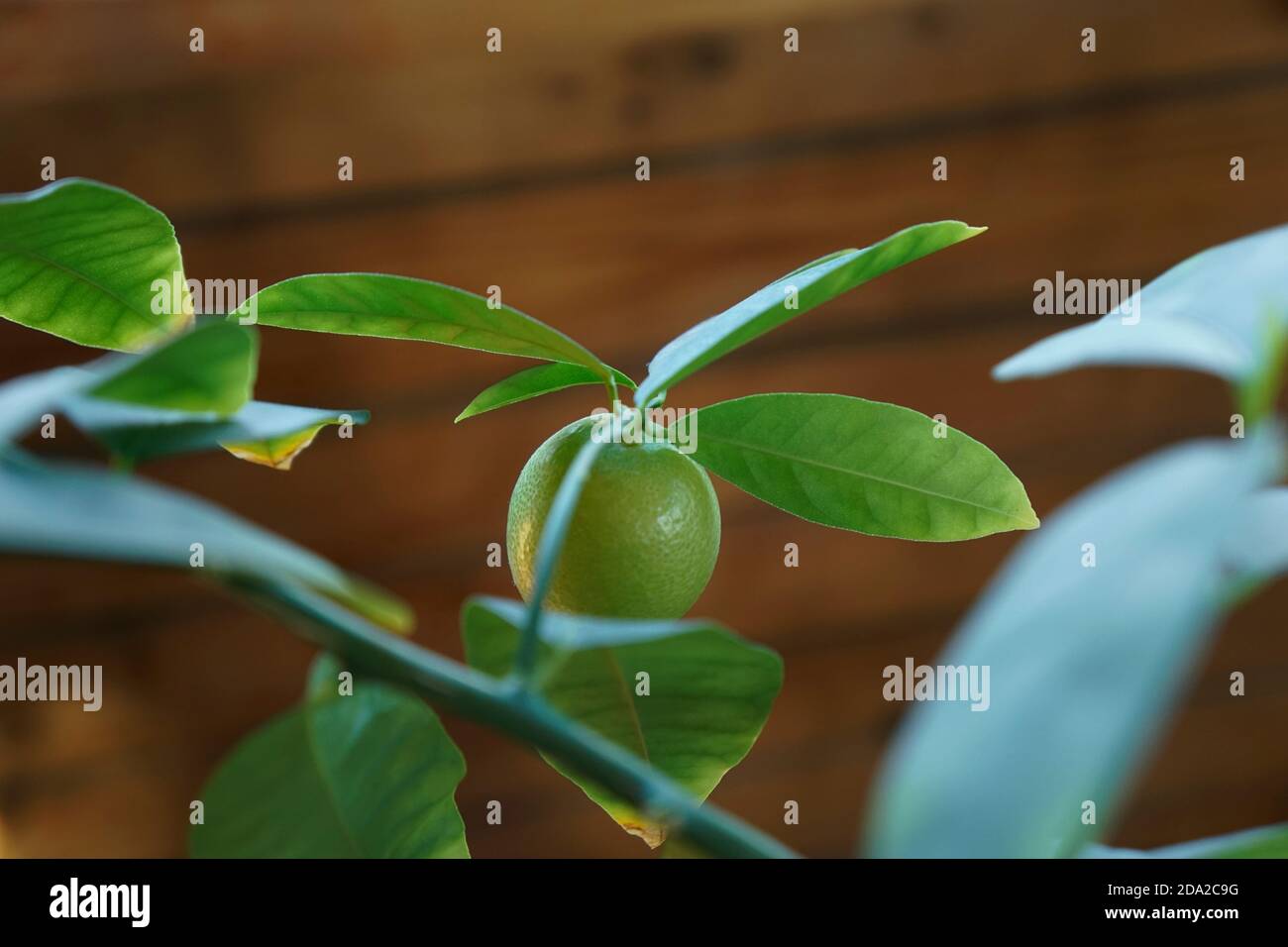close up of green citrus limon plant against wooden wall with window ...