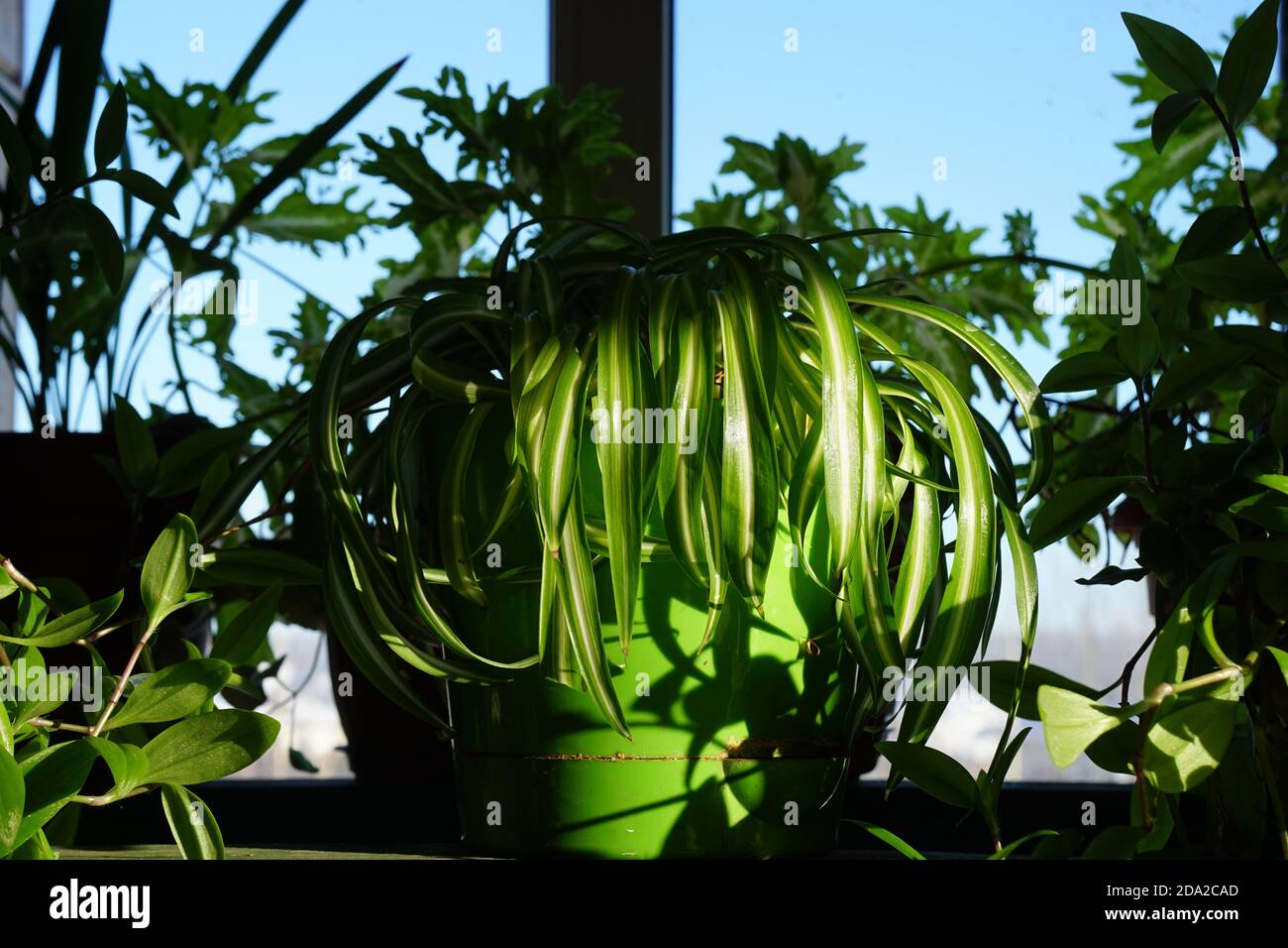 Potted plant against window hi-res stock photography and images - Alamy