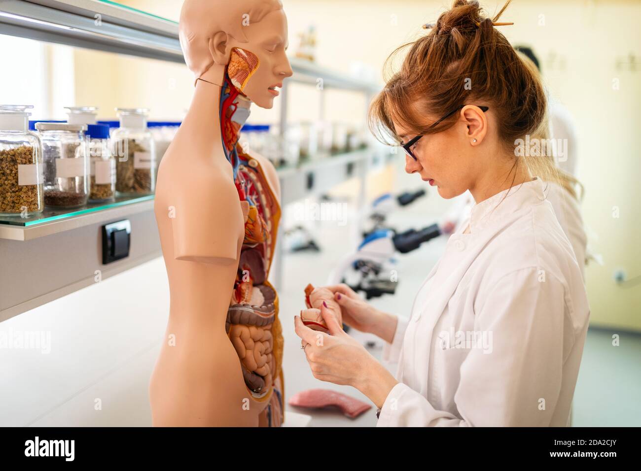Student of medicine examining anatomical model in lab Stock Photo - Alamy