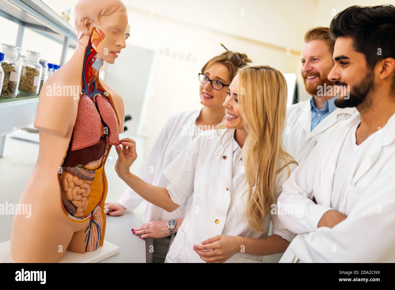 Student of medicine examining anatomical model in lab Stock Photo - Alamy