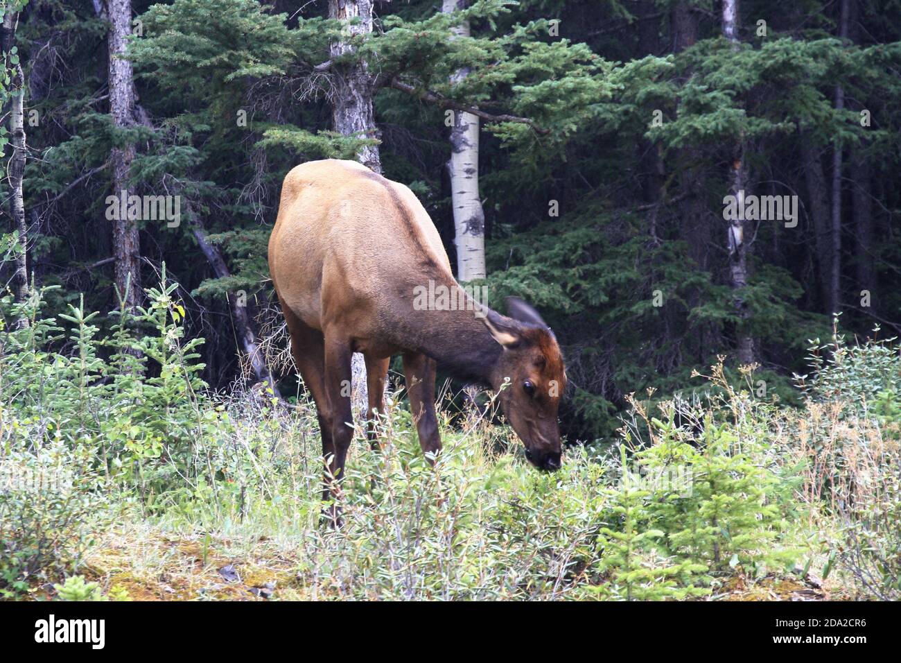 Moose - Alberta - Canada Stock Photo - Alamy