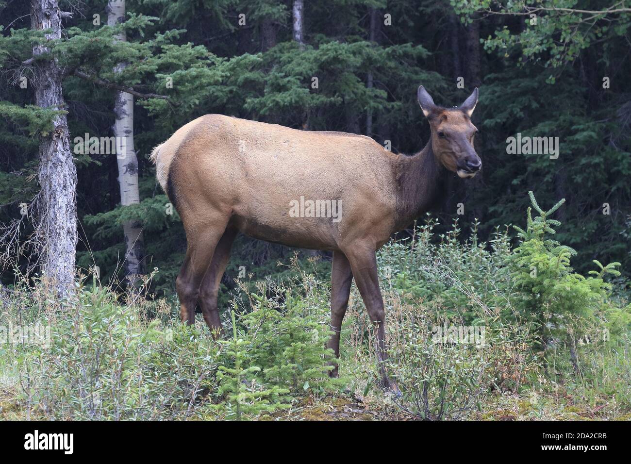 Canada moose mountain landscape hi-res stock photography and images - Alamy