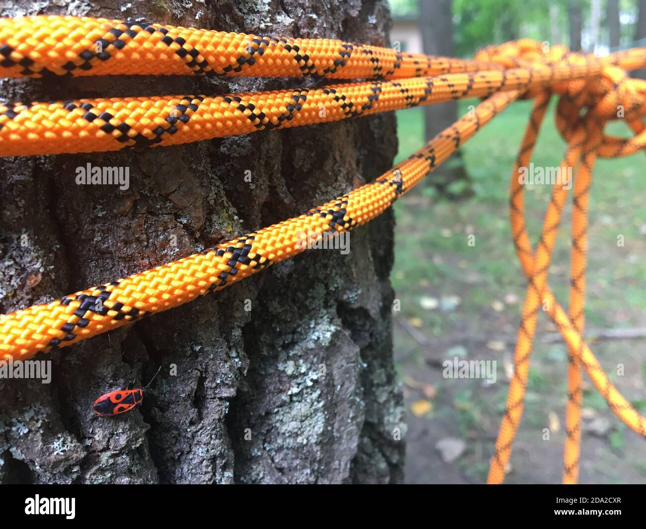 The rope is tied to a tree in the forest at large knots Stock Photo - Alamy
