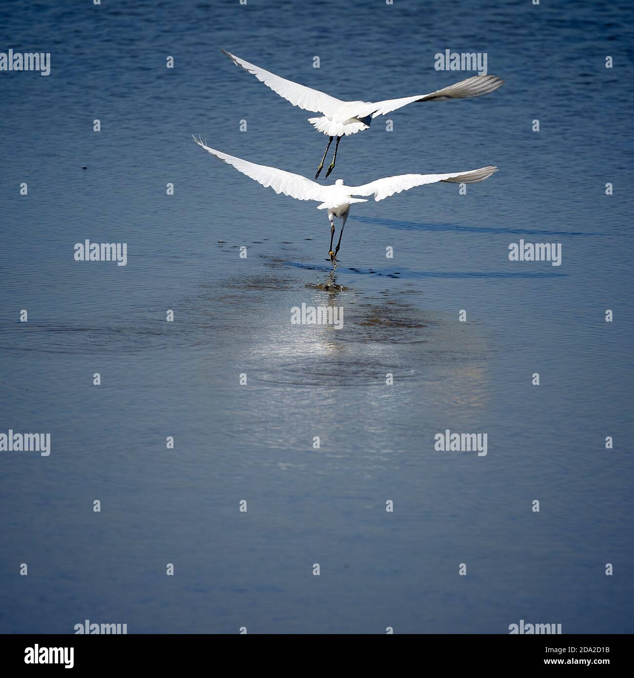 Two egrets hi-res stock photography and images - Alamy