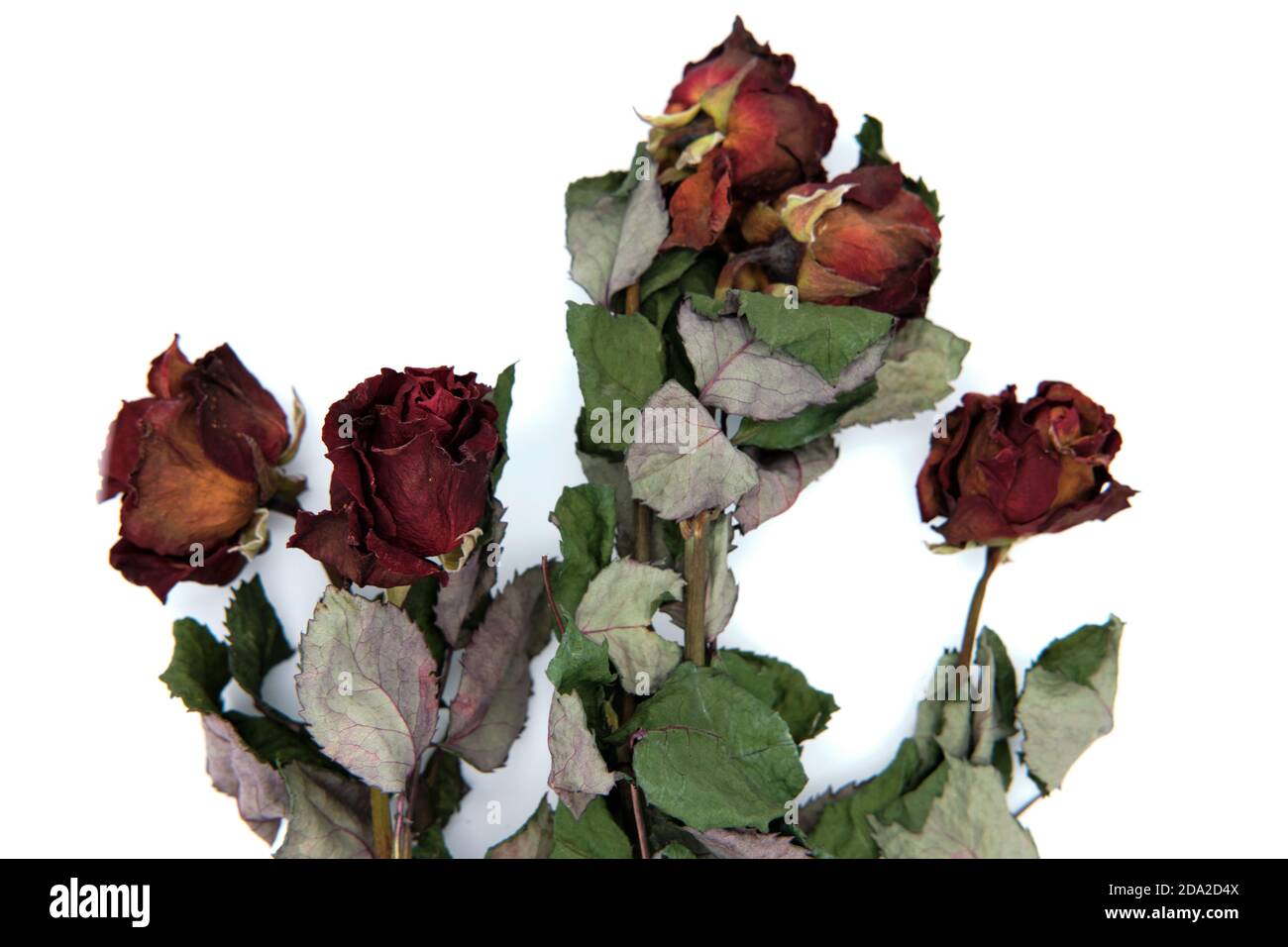 Dry roses on a white isolated background. Dead flowers that were once a ...