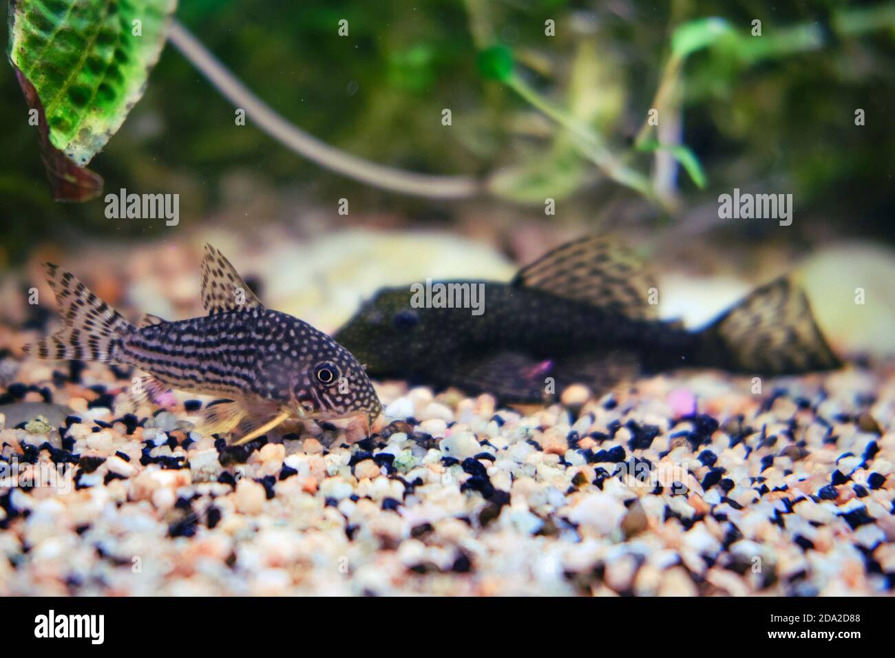 Catfish lies at the bottom of the aquarium from small pebbles, closeup ...