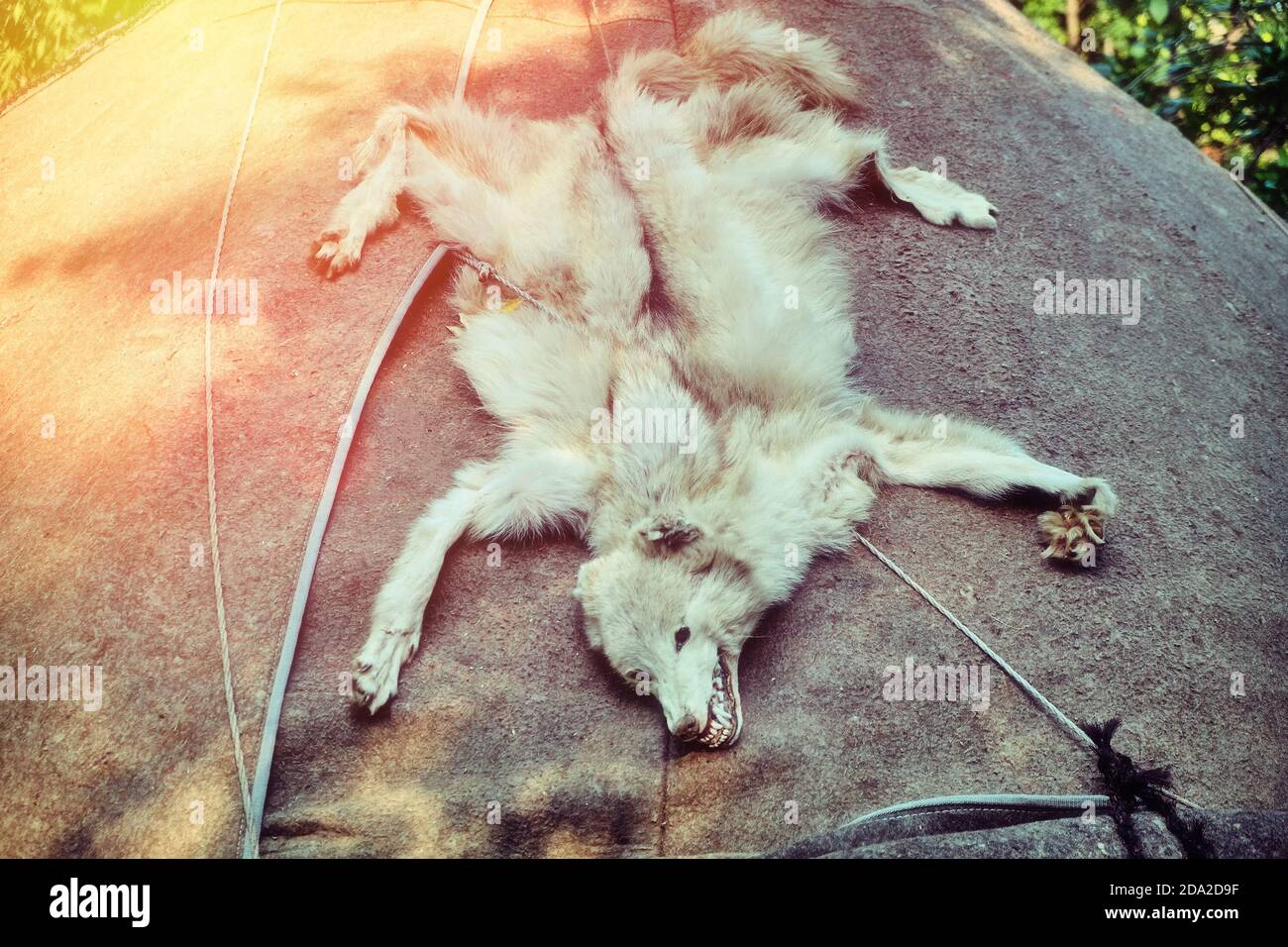 The skin of a wolf lying on the roof of the Yurt. Amulet nomadic ...