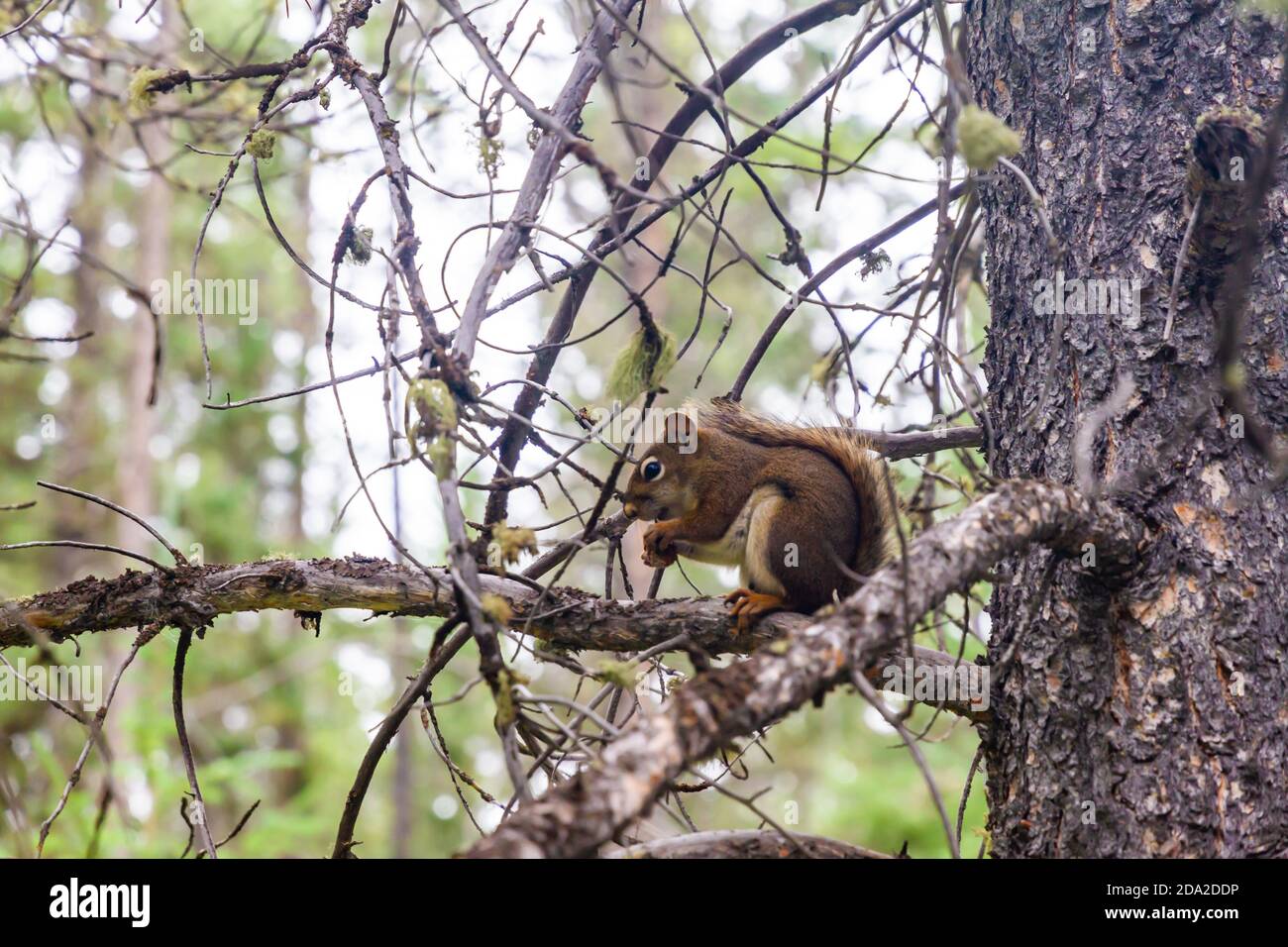 Squirrel in Banff National Park, Canada Stock Photo - Alamy
