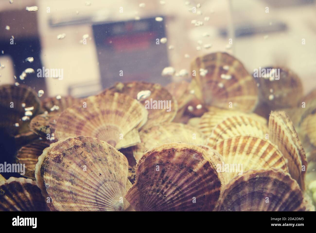Mollusk shells in an aquarium on the background of a restaurant with ...