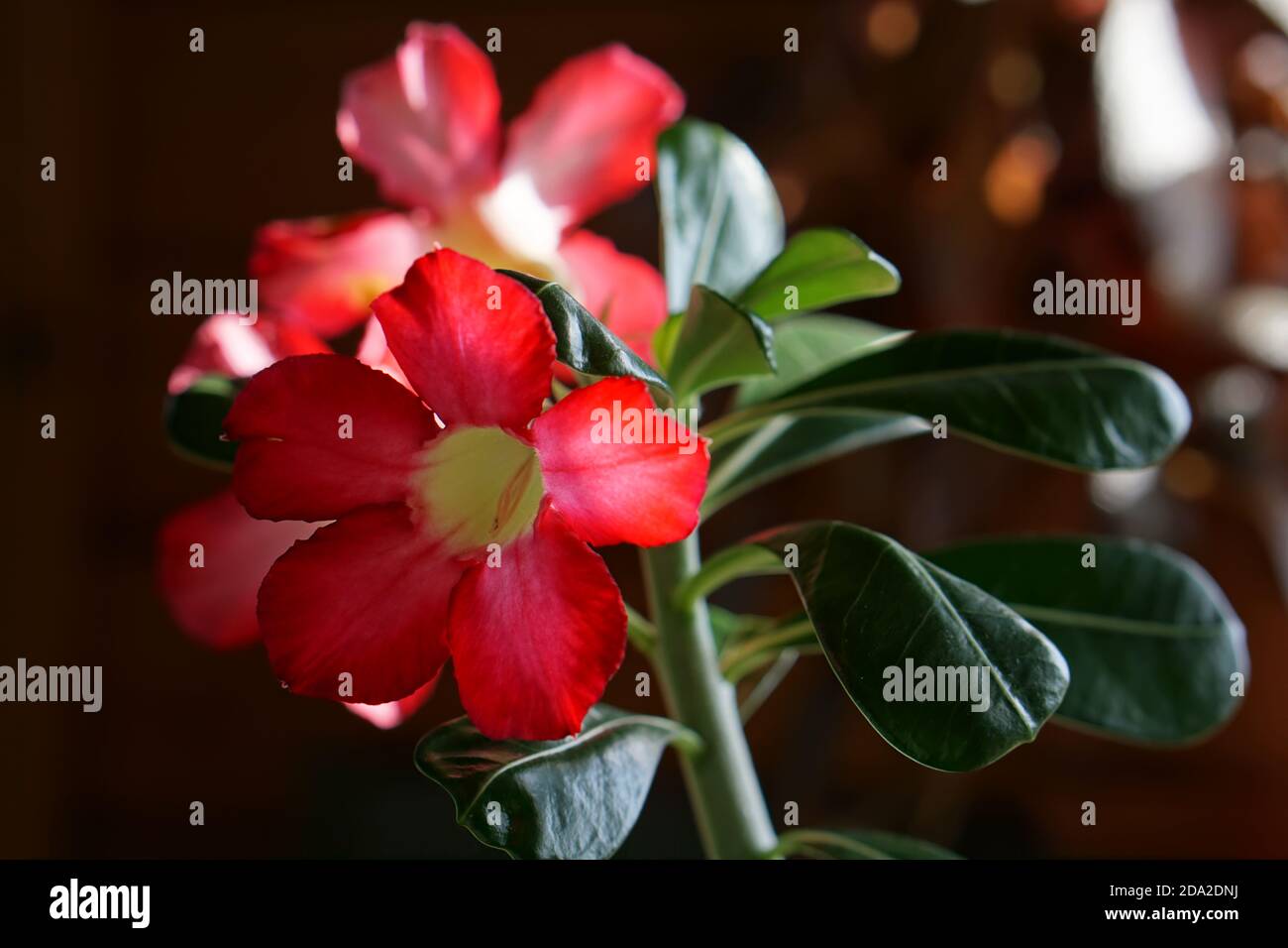 house plant of adenium with pink flower in pot . The consept of home ...
