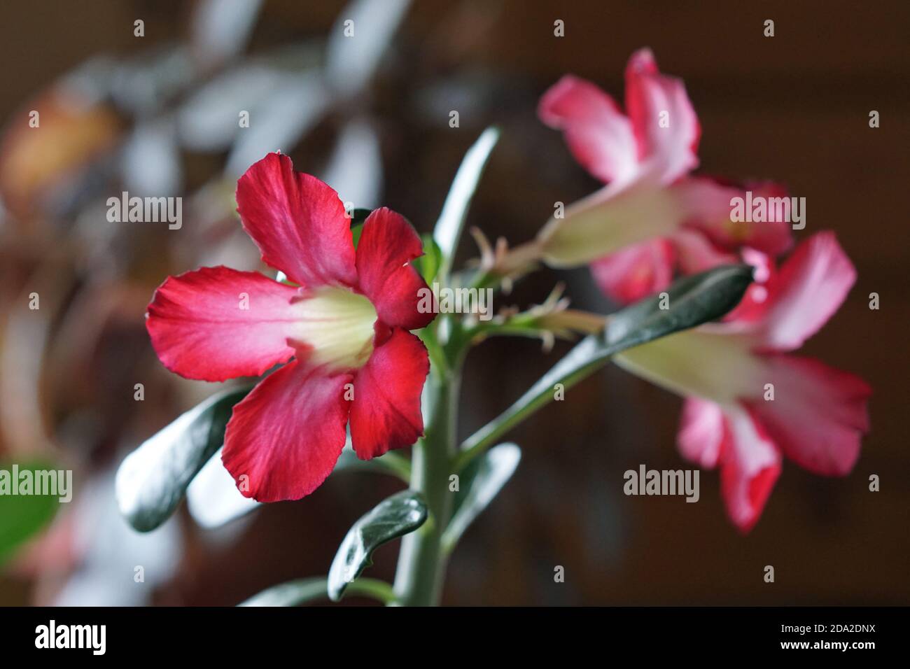 house plant of adenium with pink flower in pot . The consept of home ...
