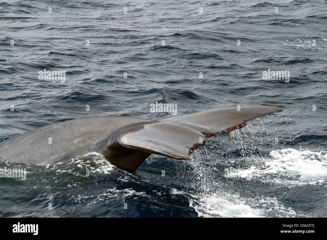 Blue whale tail hi-res stock photography and images - Alamy