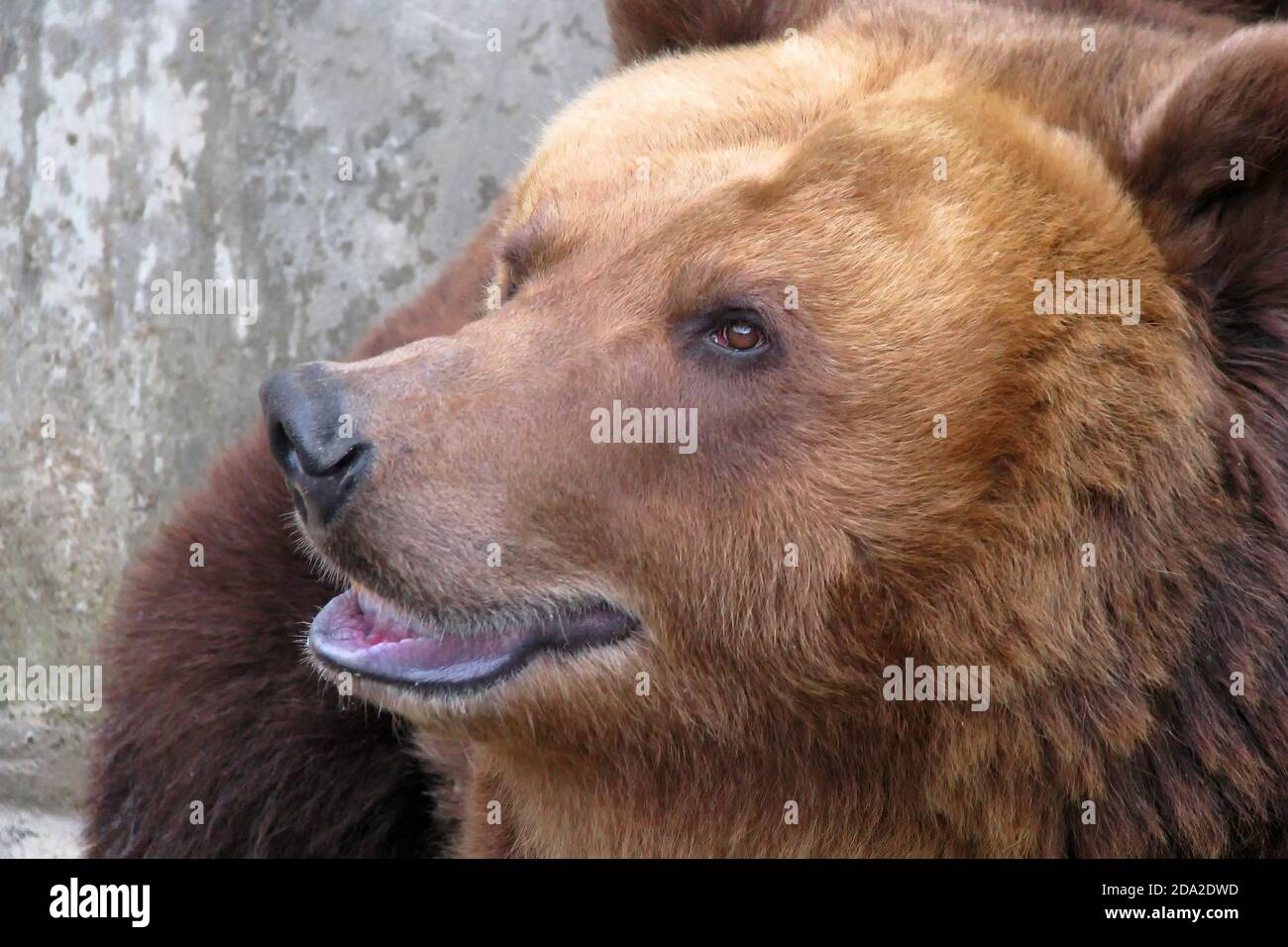 Muzzle brown bear closeup. Ursus arctos with open mouth. Head predator is massive with small ...