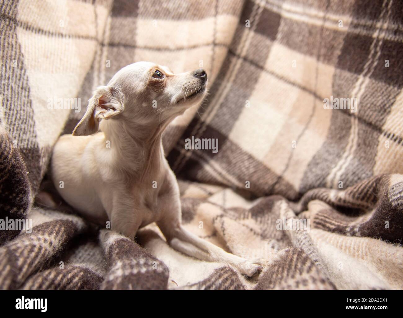 Dog scared blanket hi-res stock photography and images - Alamy
