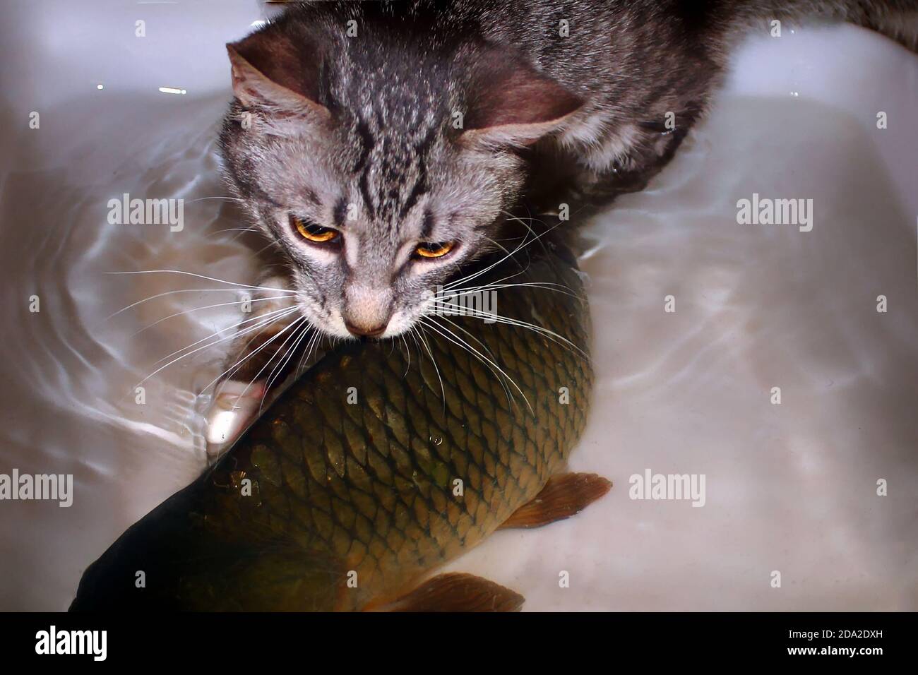 Catch big fish funny hi-res stock photography and images - Alamy