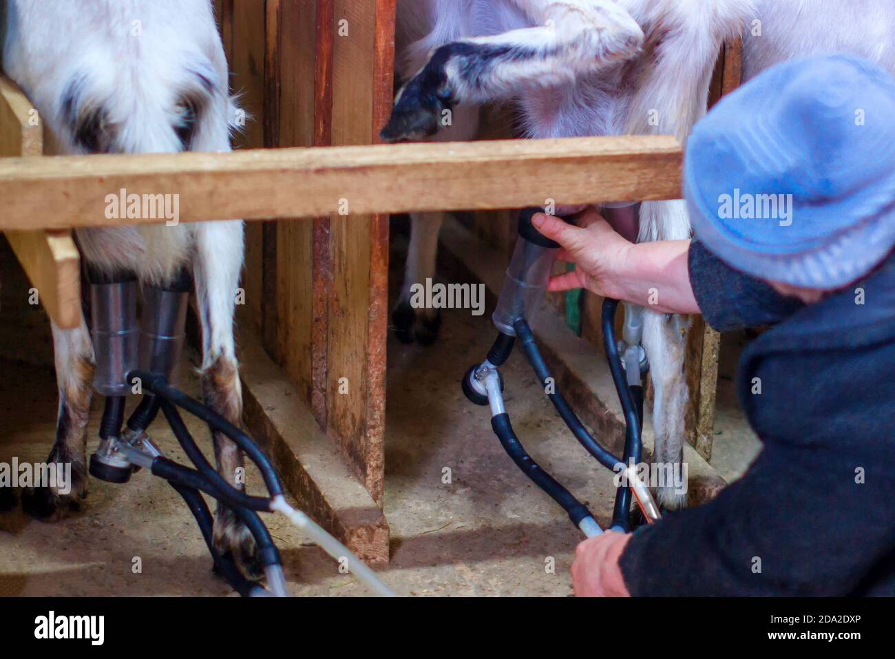 Milking goats. Getting milk from animals on the farm. Man sets the ...