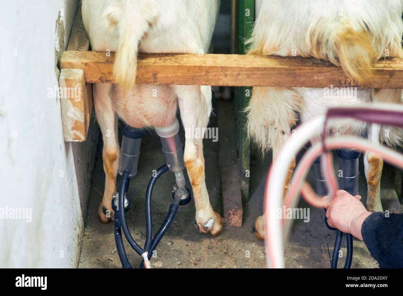 The farmer milks the goats using portable apparatus for machine milking ...