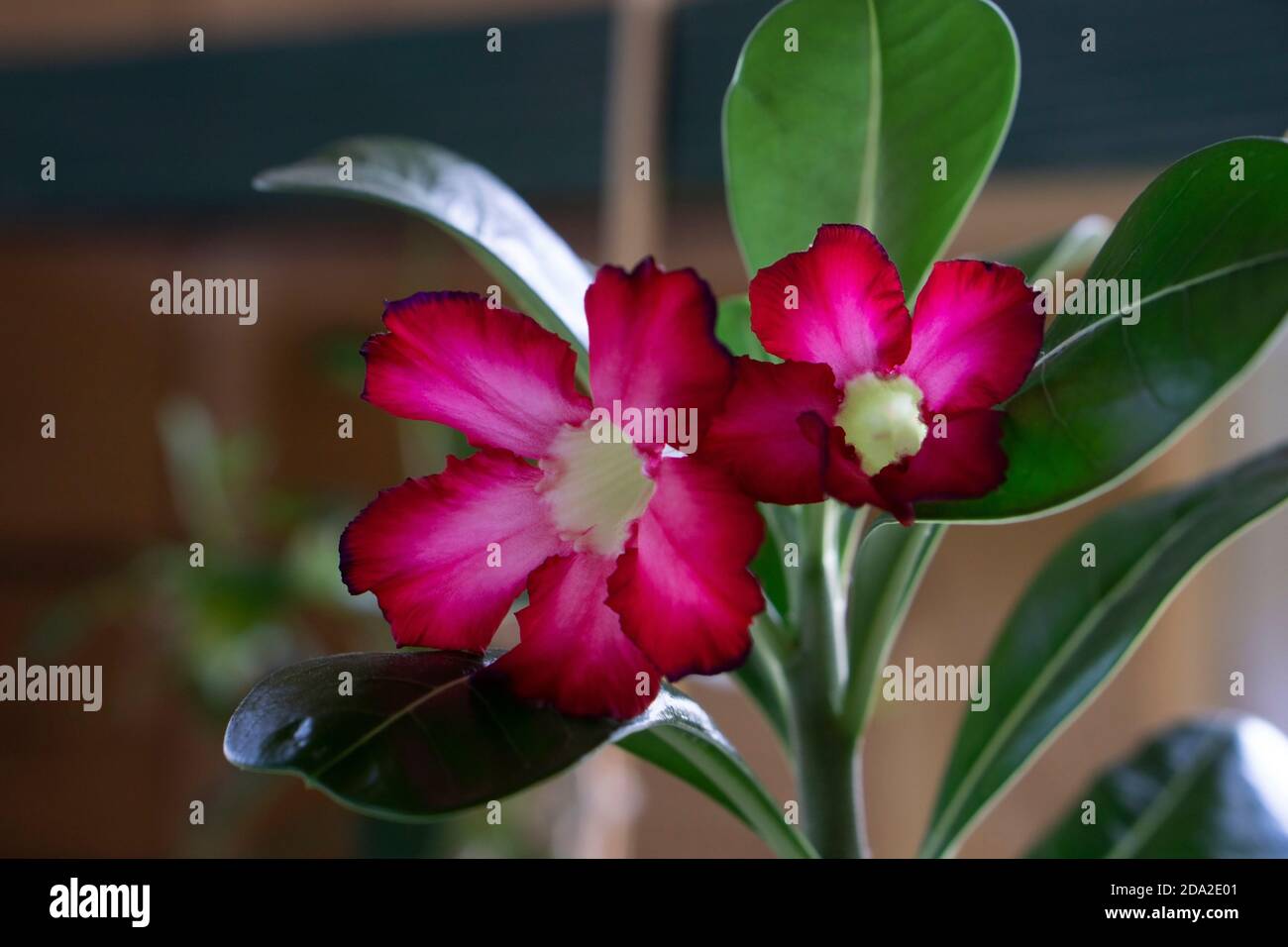 house plant of adenium with pink flower in pot . The consept of home ...