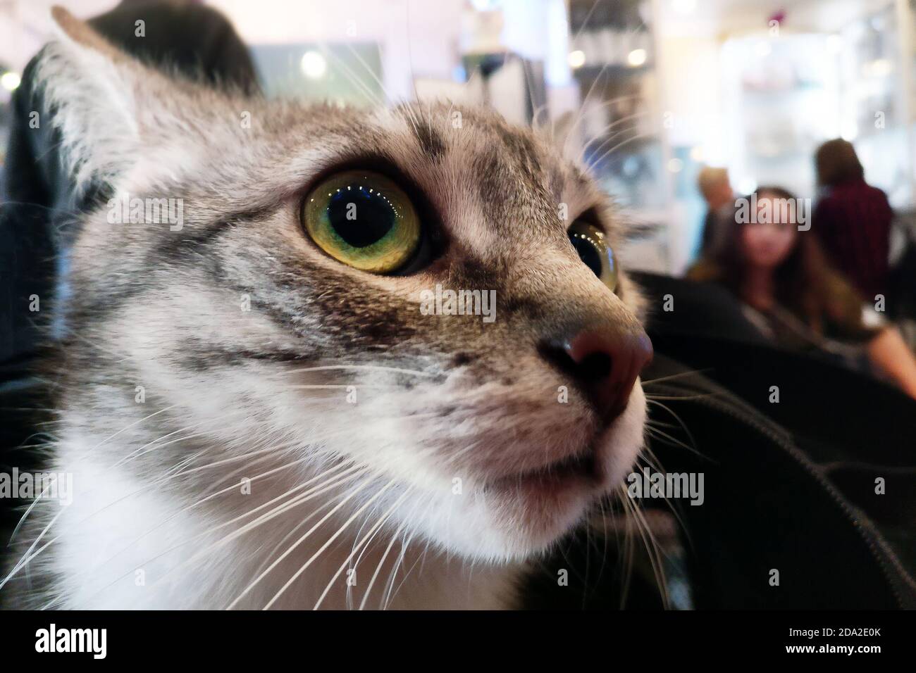 The cat looks scared in a new place. Startled looks in the veterinary ...