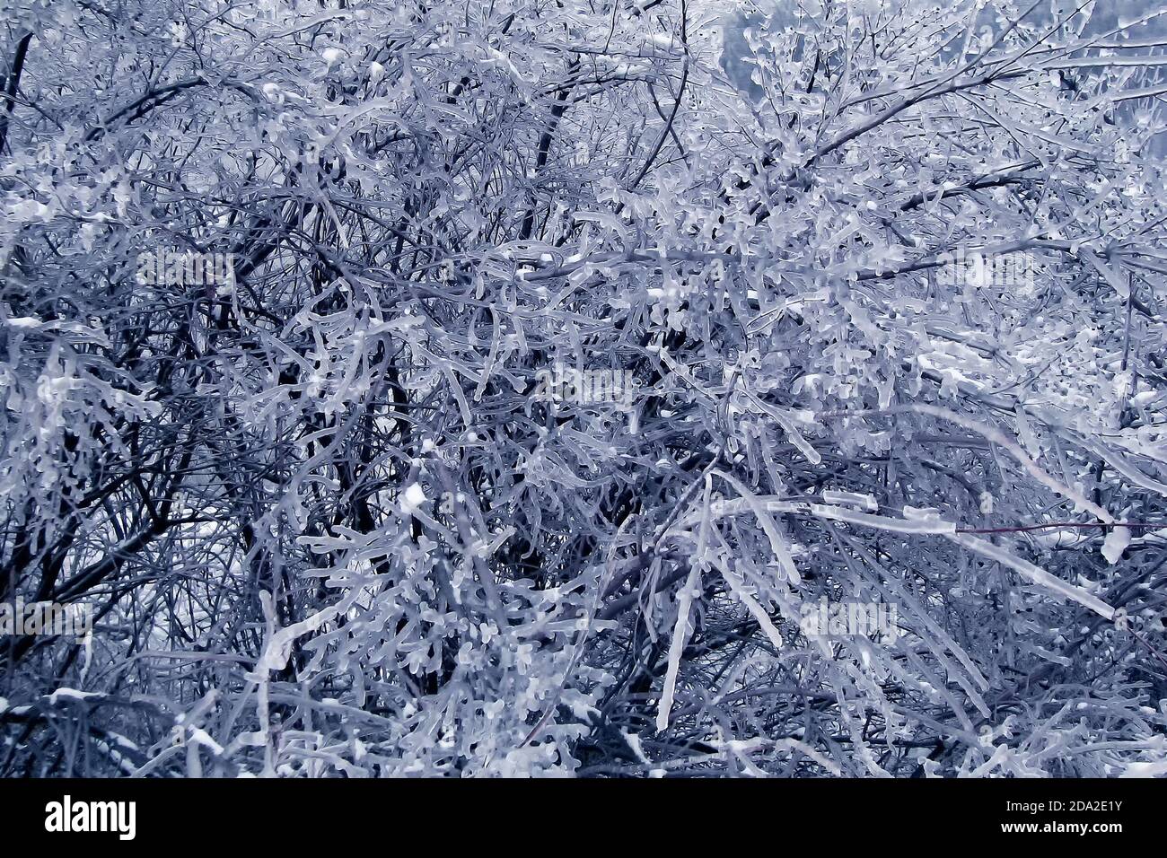 background in the form of icy bushes. the texture of the frozen ...