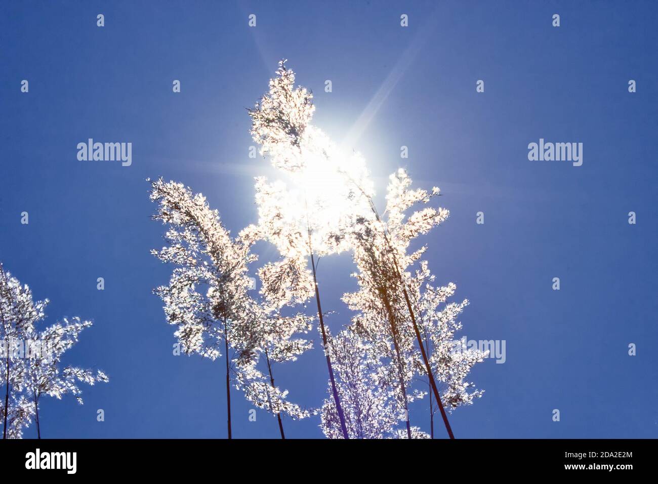 Warm autumn sun on a sunny day. The sun shines through the tall grass ...