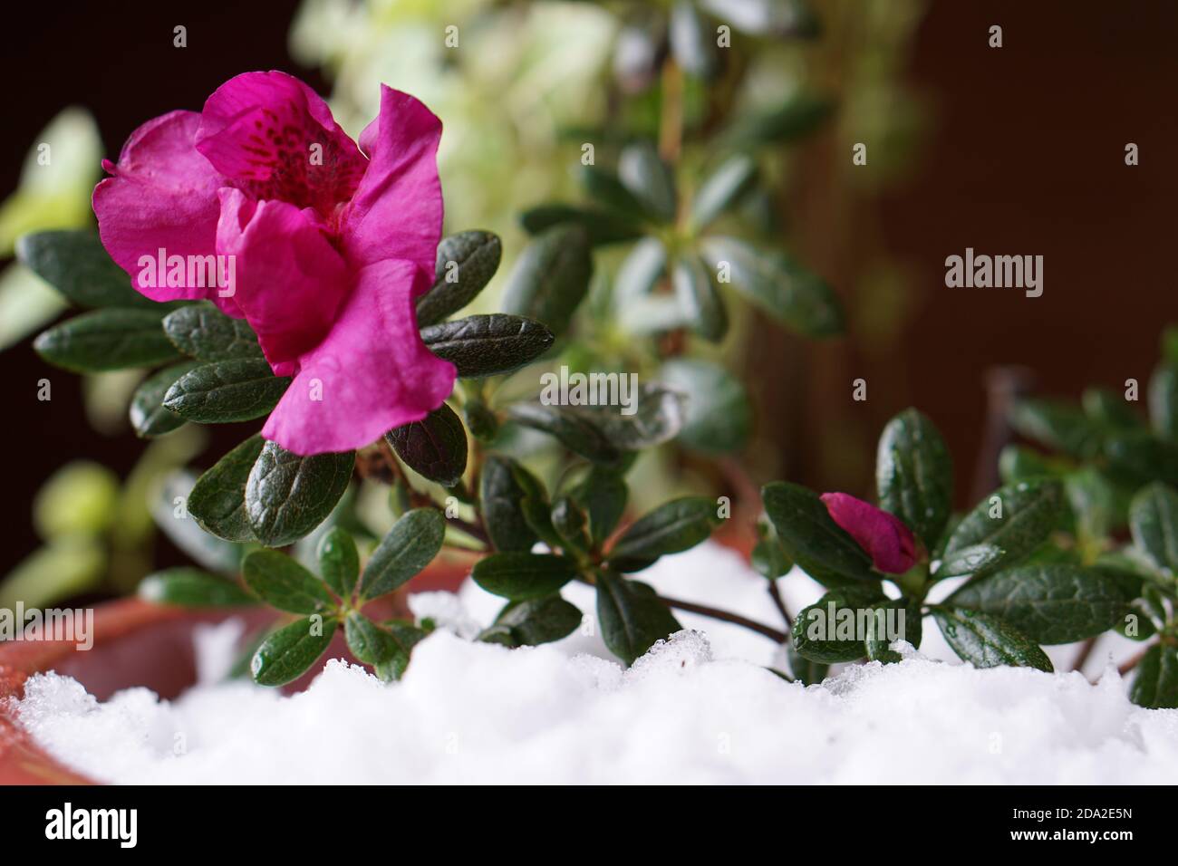 house plant of azalea with pink flower in pot with snow Stock Photo - Alamy