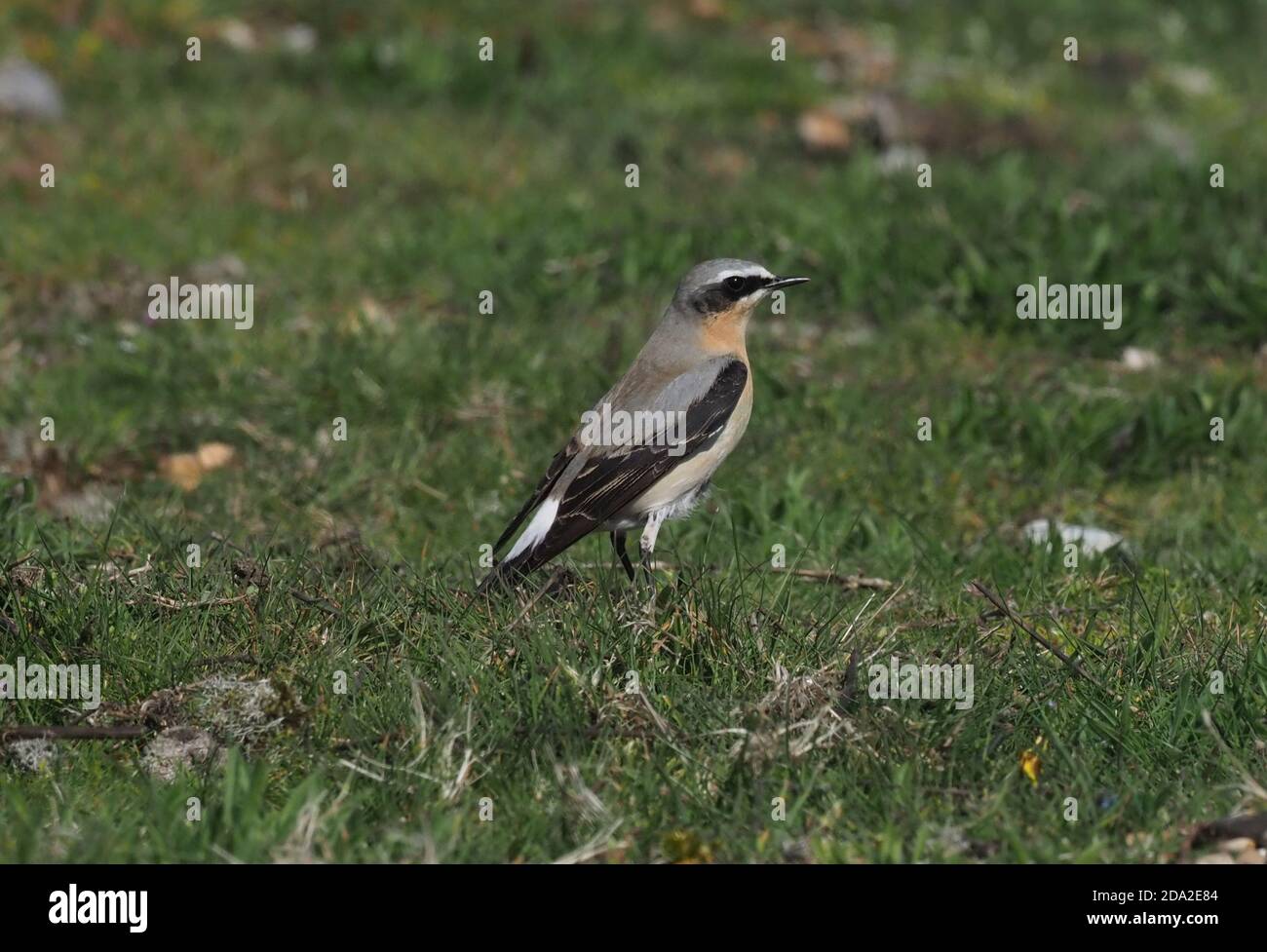 Adult male northern wheatear hi-res stock photography and images - Alamy