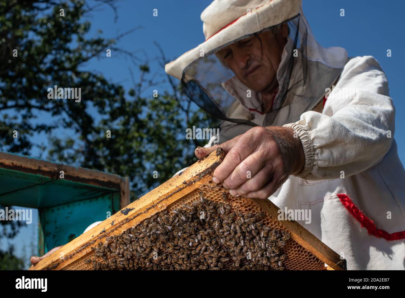 Male beekeeper holds honeycomb swarm hi-res stock photography and ...