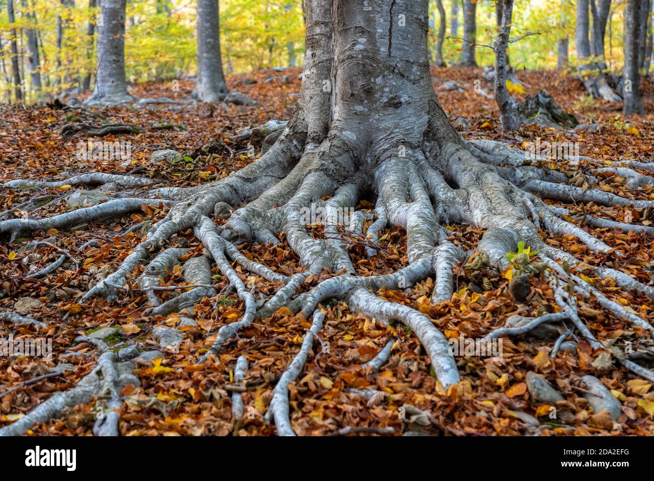 Close up of big beech tree root in the autumn forest. Representative ...