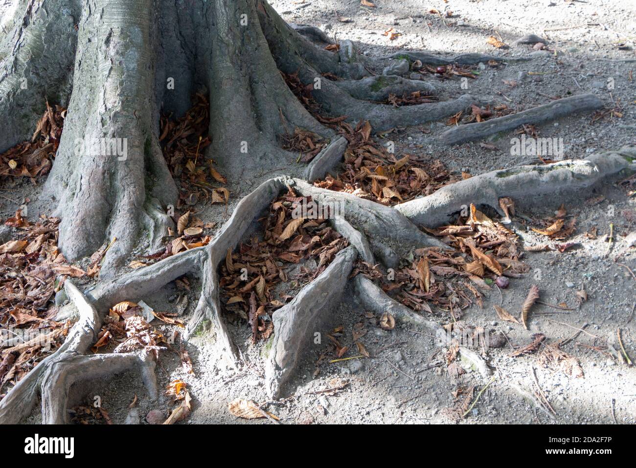Tree roots and dead leaves during autumn Stock Photo - Alamy