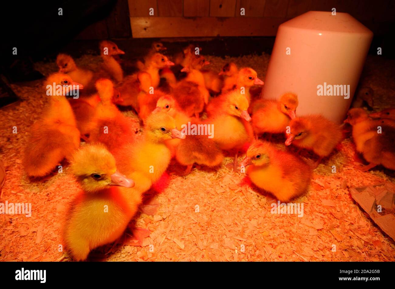 chick breeding with infrared heater, infrared light in the hen house ...
