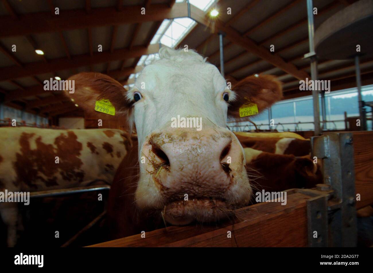 Inside a cowshed hi-res stock photography and images - Alamy