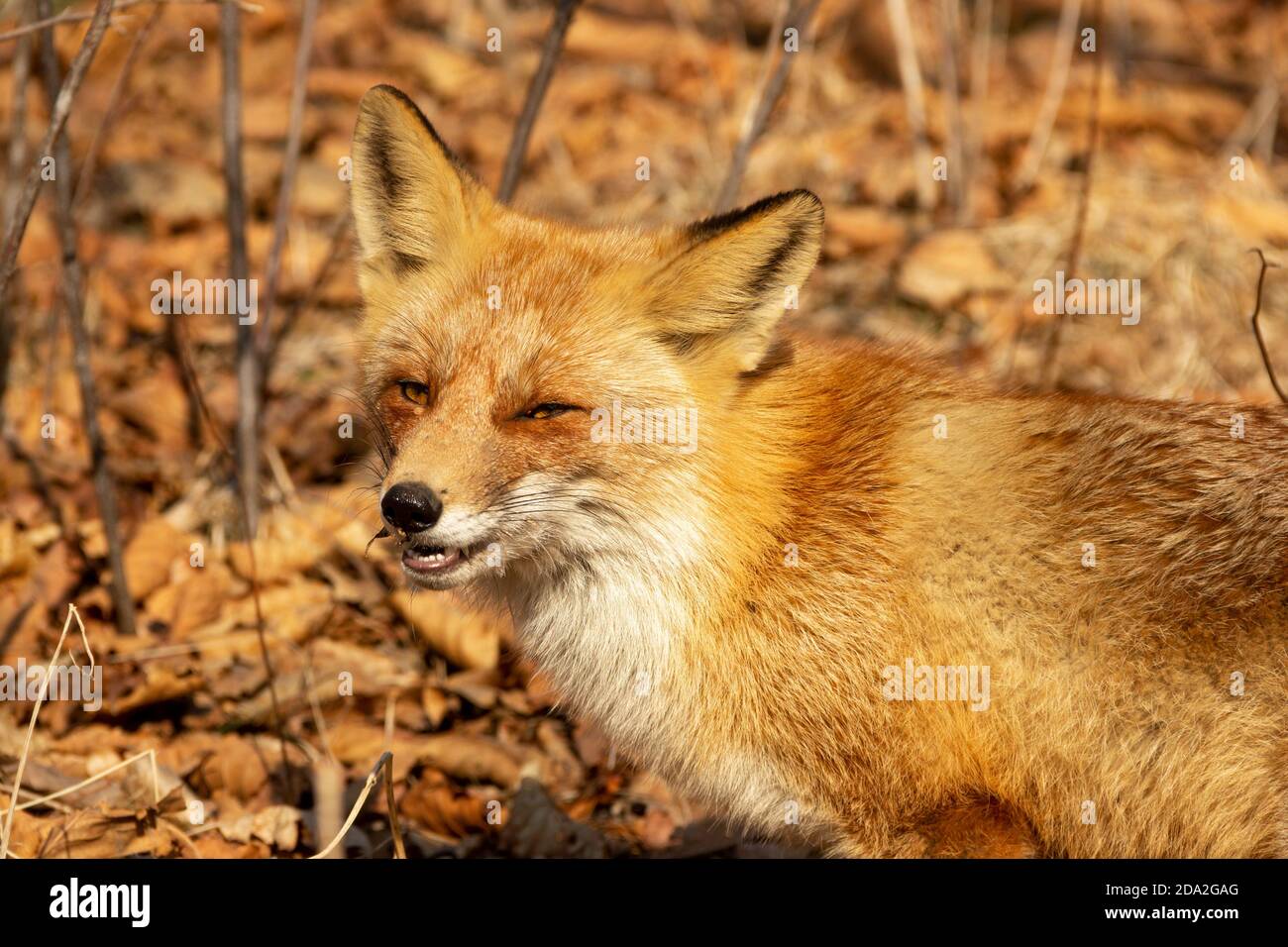 A fox among dry autumn grass at Cape Tobizin on Russian Island in ...