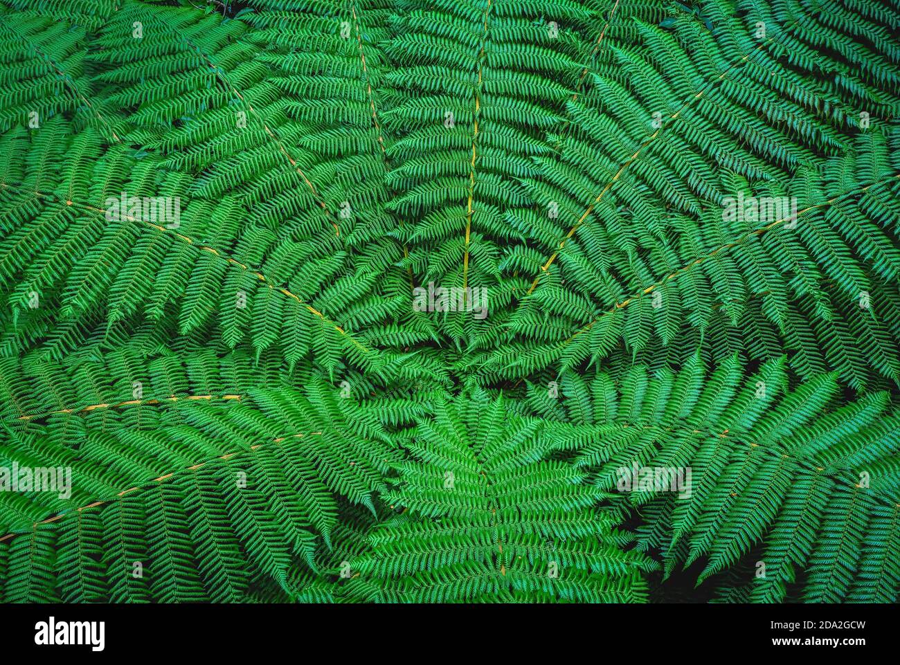 A natural background of lush, green, healthy fern fronds growing on the ...