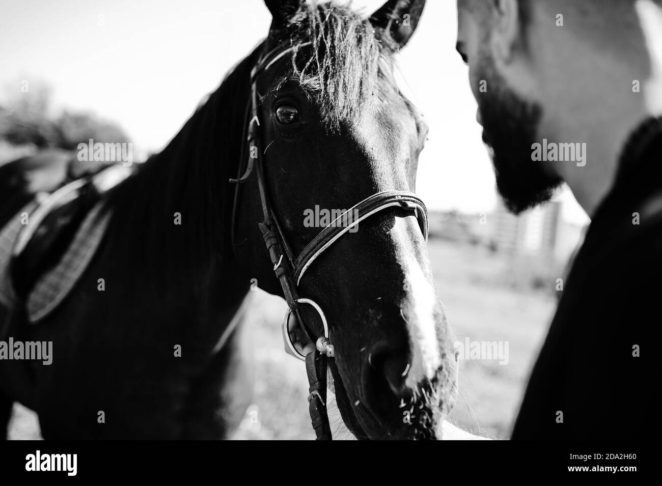 Arab tall beard man wear in black with arabian horse Stock Photo - Alamy
