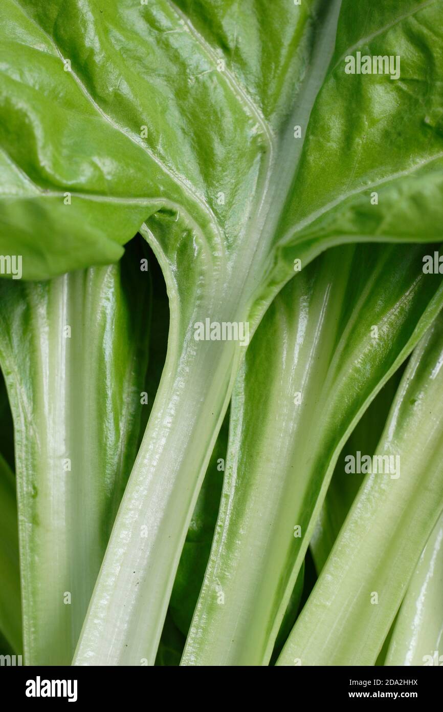 Swiss chard from above hi-res stock photography and images - Alamy