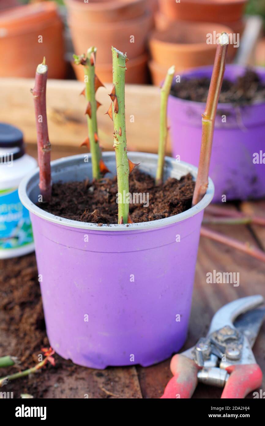 Cuttings plant roses hi-res stock photography and images - Alamy