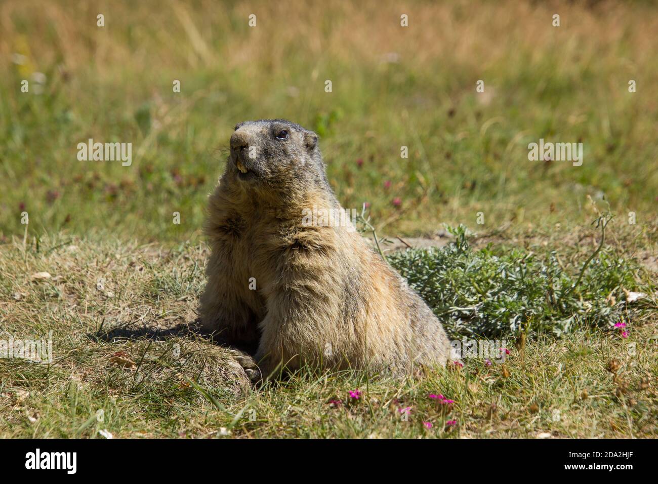 an alpine marmot sitting on the ground and enjoyying the sun Stock ...