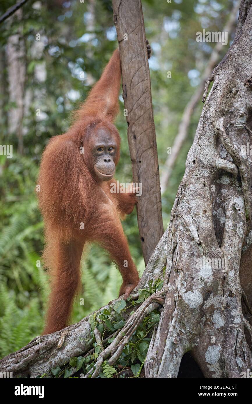 Central Kalimantan, February 2016, Pongo pygmaeus, Borneo orangutan in ...