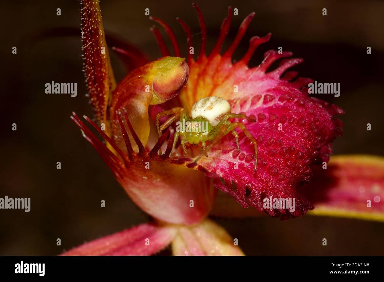 Australian green spider sitting on the lip of a red spider Caladenia ...