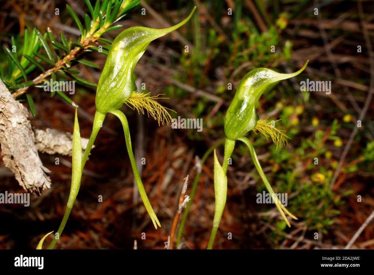 Two bird orchid flowers (Pterostylis ssp.) in natural habitat, Western ...